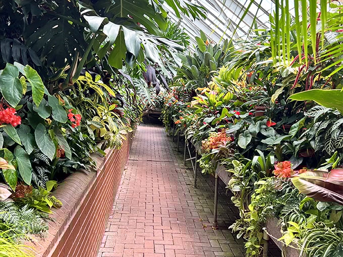 Walking this greenhouse path feels like parting the Red Sea of exotic foliage. The brick pathway leads adventurous visitors through a jungle without the need for bug spray.