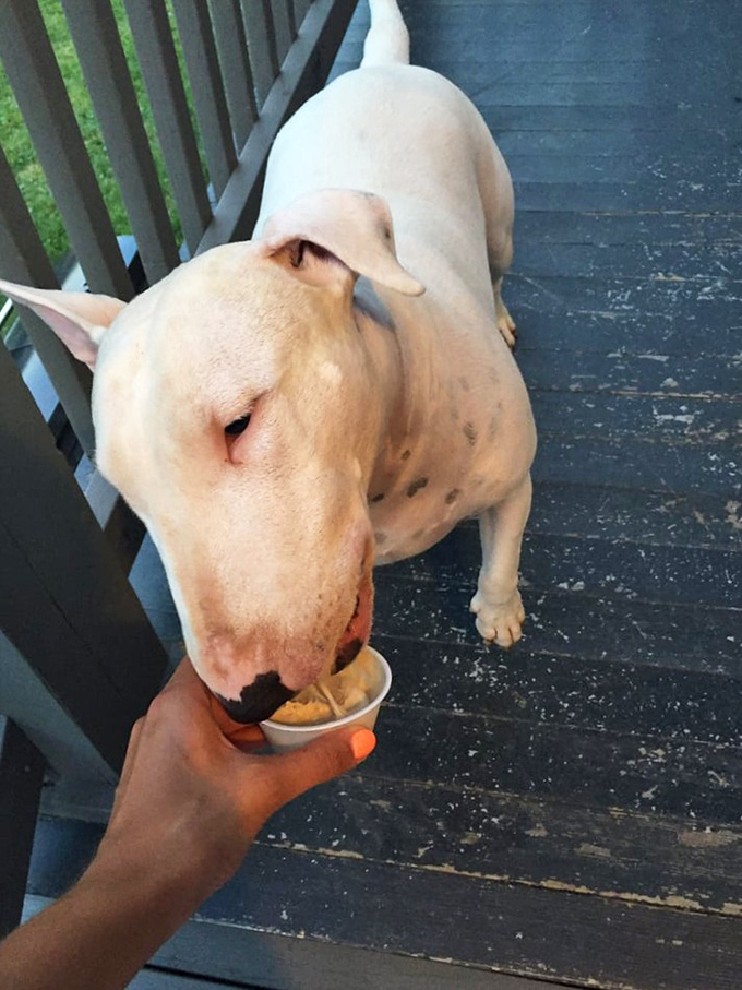 Even four-legged friends get the royal treatment with special pup cups. Ice cream love knows no species boundaries here.
