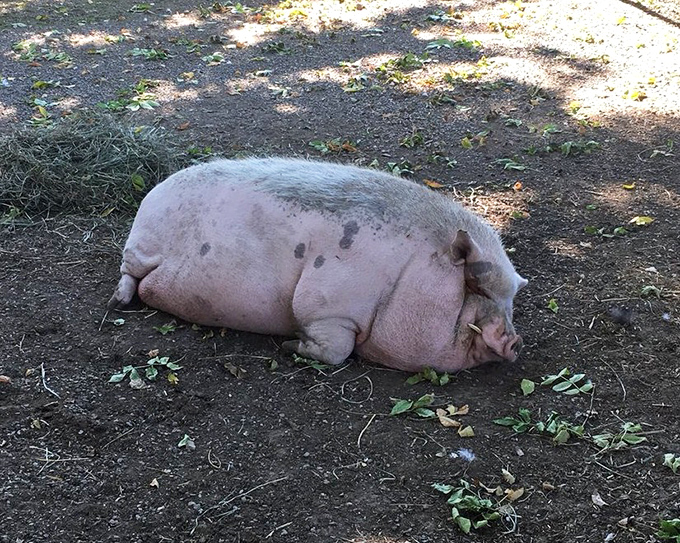 This blissfully napping pig has achieved the level of relaxation we all aspire to on vacation.