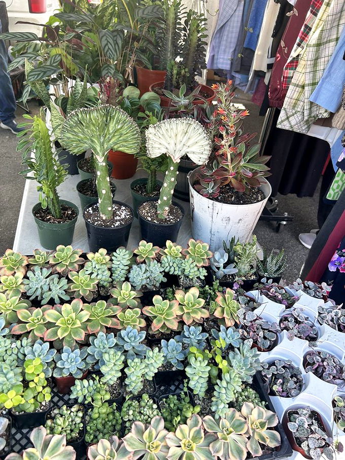 Succulent paradise where even brown thumbs can find their perfect low-maintenance green companion.