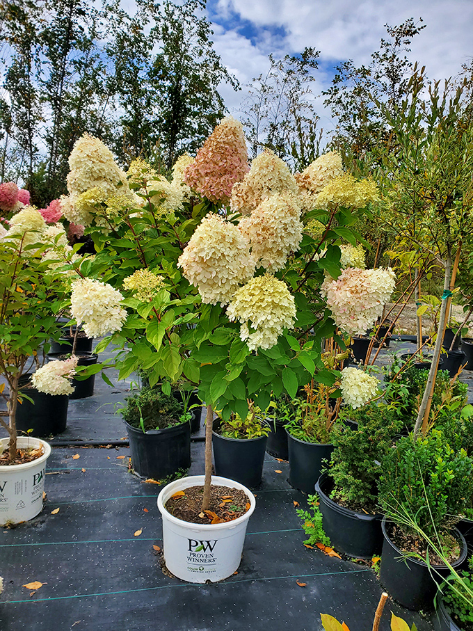 Garden treasures waiting for their forever home. These hydrangeas promise to beautify your yard without judging your lack of gardening skills.