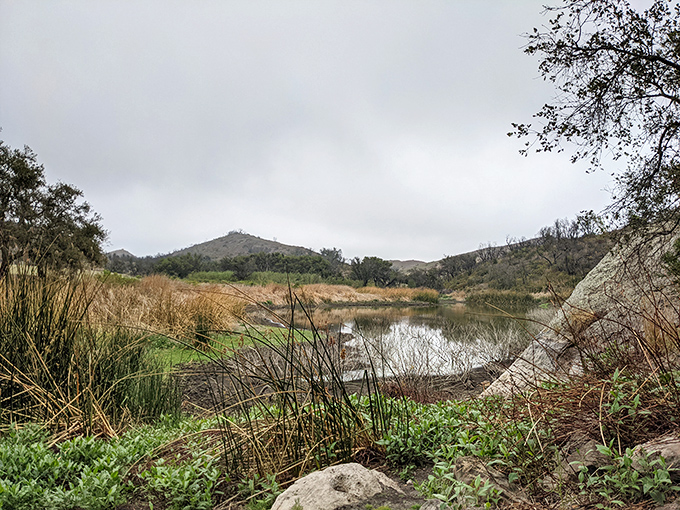 A secret freshwater oasis nestled among the coastal hills. This serene pond offers a surprising contrast to the crashing waves just beyond the ridge.