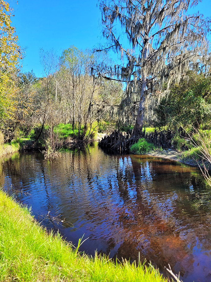 The perfect perch for wildlife watching and pretending you're a nature documentary narrator.