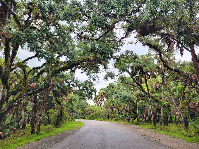 The road less traveled, where oak branches create a natural cathedral ceiling and every drive feels like entering a Southern Gothic novel.