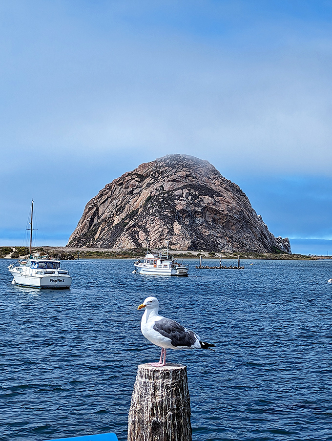 "I own this place," declares the seagull, perfectly posed against Morro Rock's majestic silhouette in a quintessential California coastal moment.