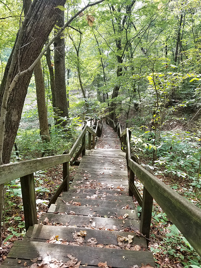 Stairway to forest heaven. These wooden steps have carried more wonder-filled explorers than Neil Armstrong's rocket.