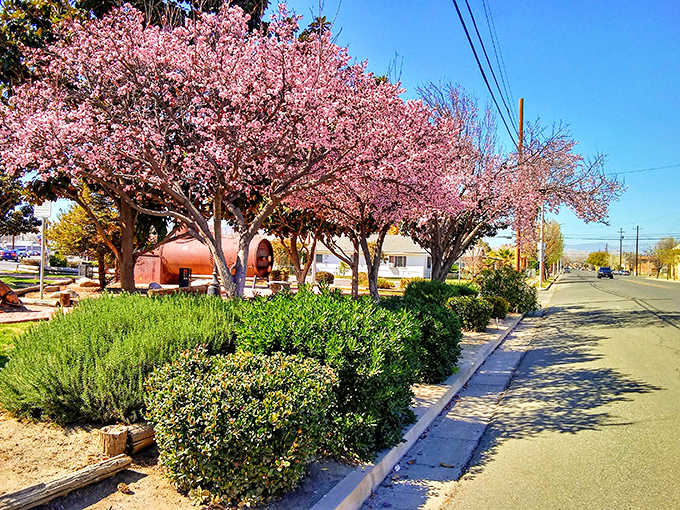 Spring brings an explosion of cherry blossoms to Coalinga's streets, proving affordable towns can deliver million-dollar views when Mother Nature cooperates.