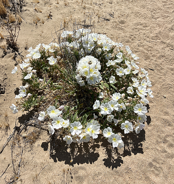 Desert wildflowers blooming against all odds&mdash;nature's way of saying, "You thought I couldn't do delicate beauty? Hold my water."