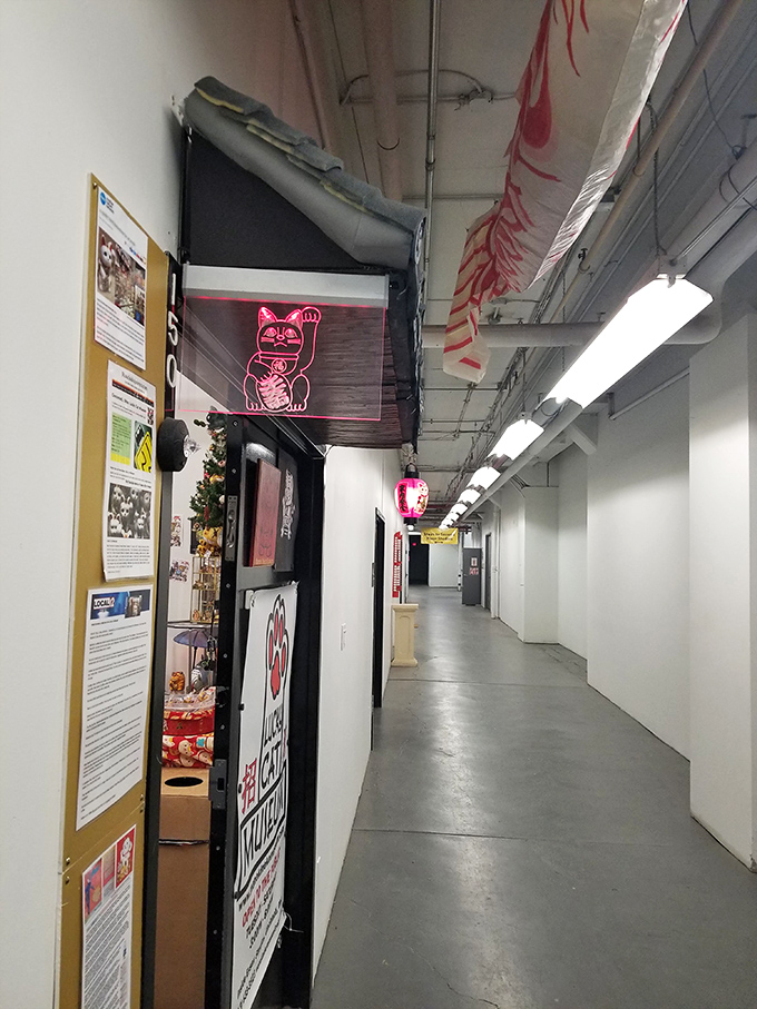 The unassuming hallway outside the museum gives no indication of the cat-tastic explosion of color and culture waiting behind those doors.