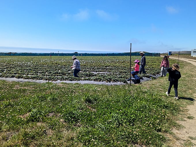 Berry hunters in their natural habitat. The serious business of finding the perfect strawberry requires concentration and comfortable shoes.