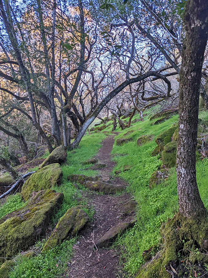 The trail whispers promises of discovery as it winds through moss-covered stones and ancient trees, inviting explorers of all ages.