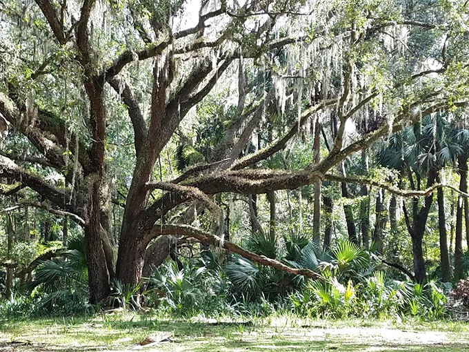 Spanish moss drapes these ancient oaks like elegant shawls, creating nature's version of a grand ballroom ceiling. Shall we dance?