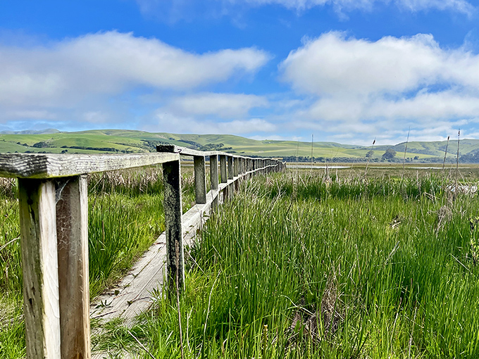 Weathered boardwalks through marshlands offer the kind of peaceful walks that expensive therapists recommend but rarely experience.