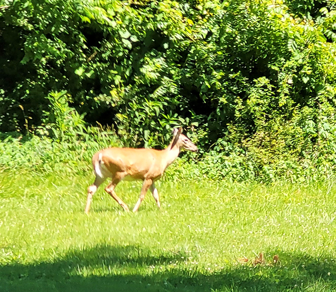 Wildlife encounters add unexpected magic to any visit. This deer pauses just long enough for admirers before disappearing back into the protective forest.