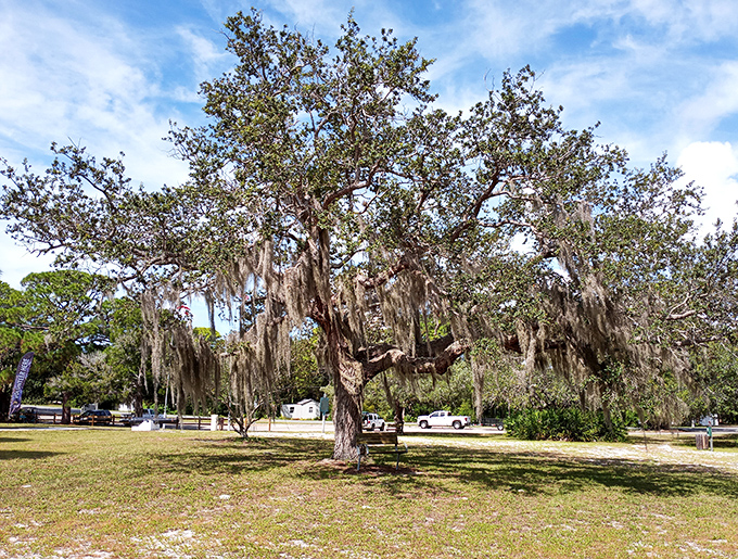 Spanish moss dangles from ancient oaks like nature's own decorative tinsel, no holiday required for this timeless Florida scene.
