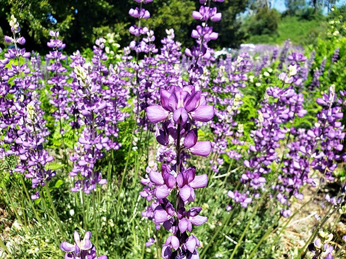 Spring's purple parade of lupines. Even your teenager will look up from their phone for this Instagram-worthy wildflower display.