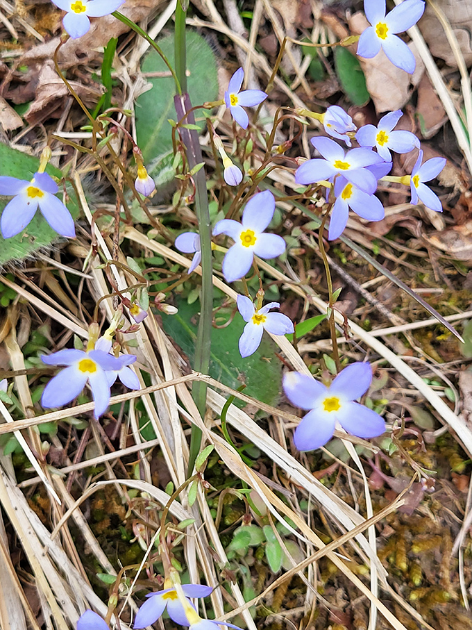 Spring's delicate blue heralds appear like tiny stars fallen to earth. These bluets are nature's reward for patient hikers.