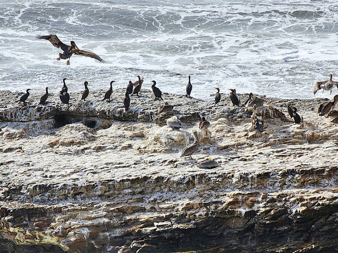 Cormorants holding their daily conference on coastal affairs. "The fishing report looks excellent, but housing remains tight."