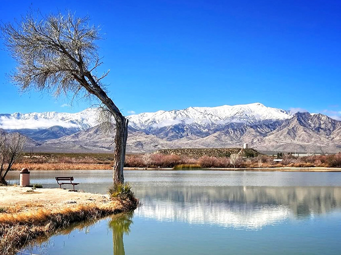 Winter's stark beauty – a lone tree stands sentinel by the water's edge while snow-dusted mountains create a backdrop worthy of a holiday card.