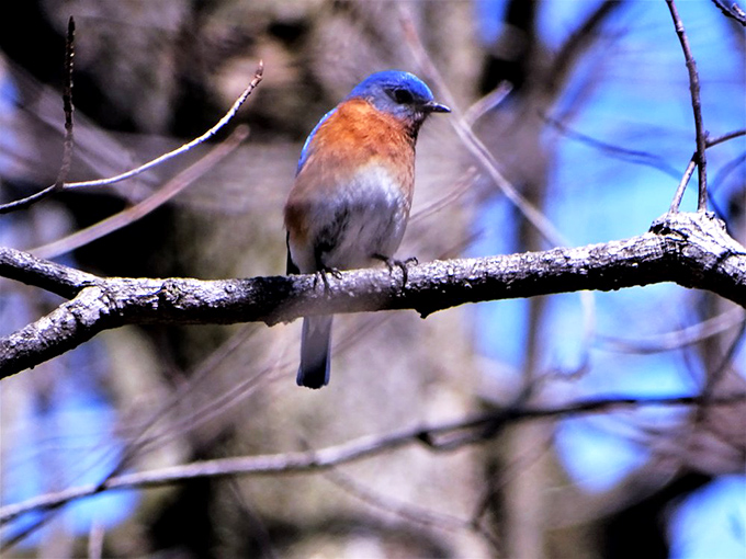 A bluebird posing like it knows exactly how photogenic that orange-blue contrast is against the winter branches.