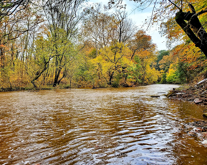 Skippack Creek in autumn glory—nature's most spectacular light show. No ticket required, just the willingness to stand in awe.