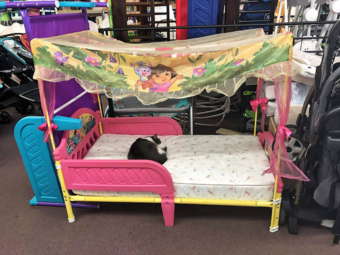 A whimsical canopy bed complete with resident cat demonstrates how quickly display models become comfortable napping spots for feline quality control inspectors.