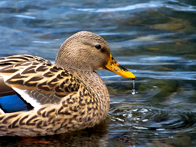 "Just another day in paradise," thinks this mallard. The clean waters around Hayden Falls support diverse wildlife that seems to appreciate the scenery as much as we do.
