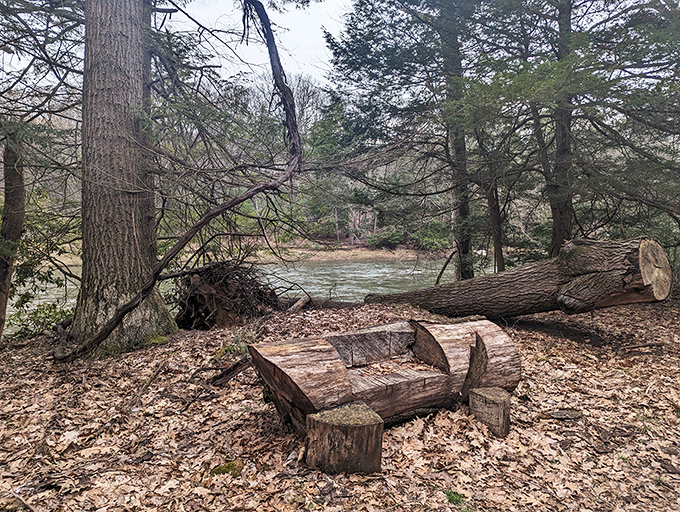 Autumn's paintbrush turns the forest into a masterpiece. No filter needed when nature handles the color correction herself.