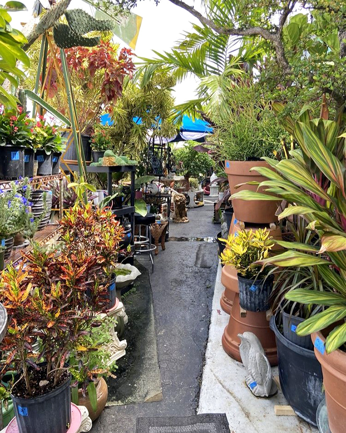 The outdoor garden section feels like a secret tropical oasis – where potted plants create narrow pathways leading to discoveries worth the squeeze.