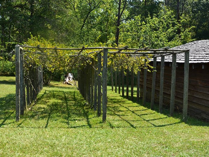 Green canopy on wooden stilts. The restored grape arbor at the historic homestead showcases 19th-century agricultural practices and garden design.