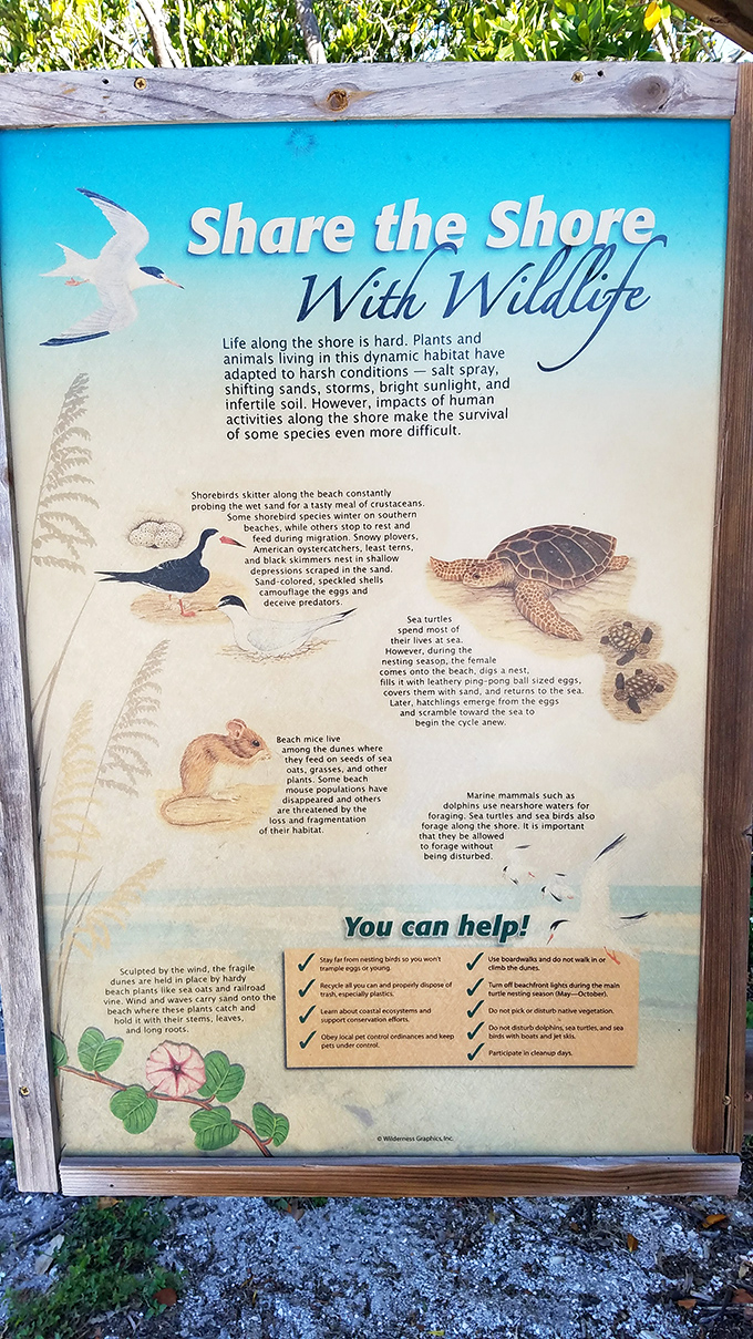 A gentle reminder that we're visitors in someone else's home. Sharing the shore means respecting its wild residents.