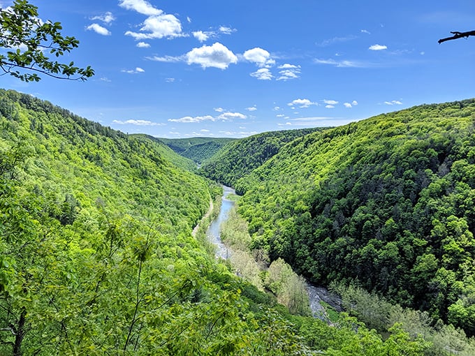 The Pennsylvania Grand Canyon at Leonard Harrison State Park unfolds in layers of green splendor, proving you don't need to visit Arizona to have your breath stolen.