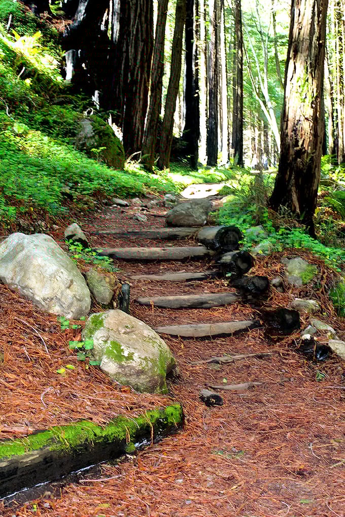 Nature's stairmaster: rustic steps leading through a redwood forest that makes your Fitbit happy while your soul does cartwheels.