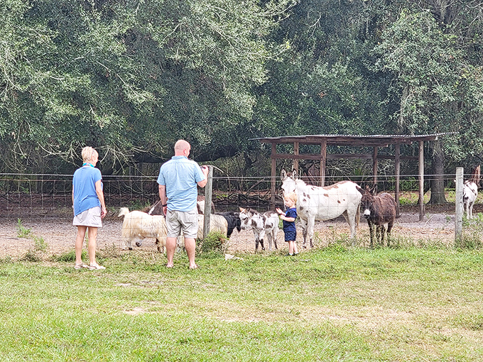 Because nothing complements a great meal like meeting some friendly farm animals afterward. Dinner and a show, Florida-style.