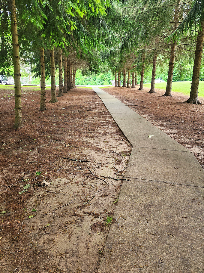 A pathway through sentinel pines creates a natural cathedral effect. Walking here feels like entering a secret passage to somewhere magical.