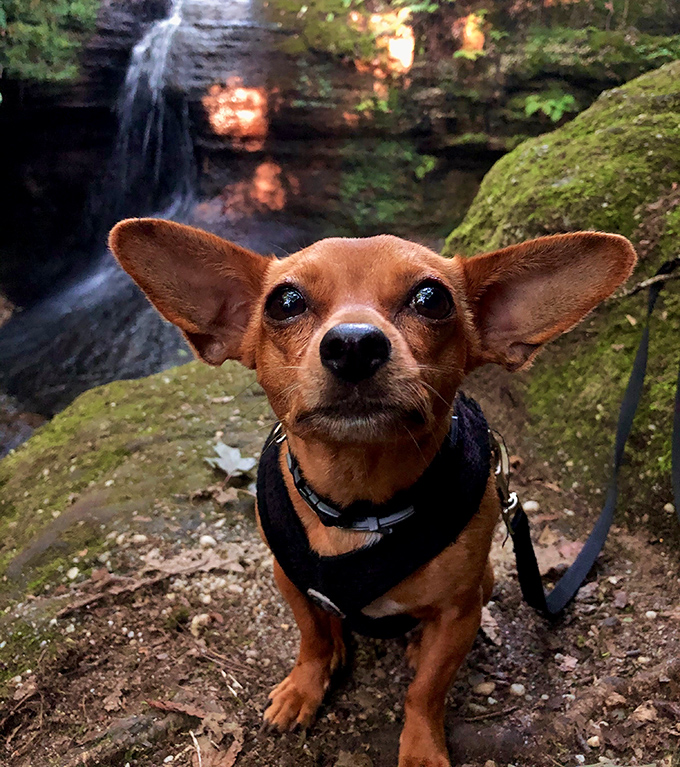 Adventure goes better with four-legged friends! This pup's expression perfectly captures the "can you believe this place?" feeling we all share.