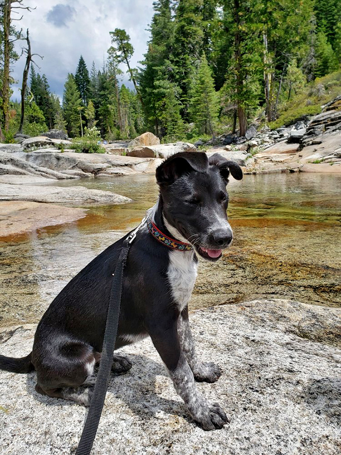 Even four-legged friends appreciate good scenery. This happy pup reminds us that sometimes the best travel companions don't need Instagram or complain about the hike.