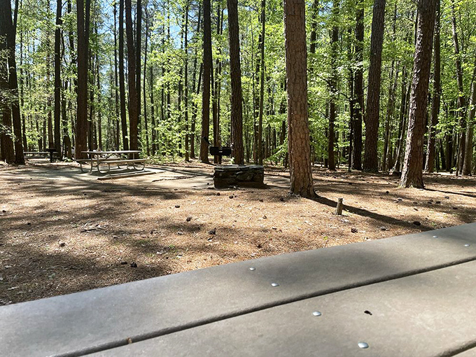 Social dining, forest-style. These picnic spots offer five-star views with zero dress code&mdash;though squirrels may judge your sandwich choices.