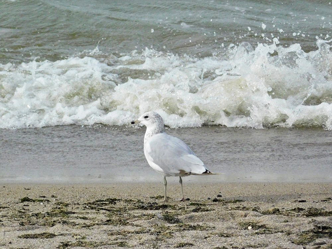 Ring-billed gulls patrol these waters like feathered lifeguards with impeccable timing and zero modesty.