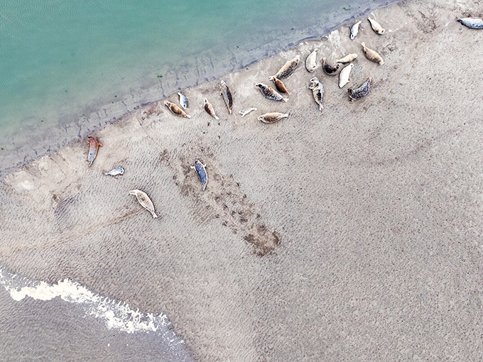 Harbor seals lounging on the sandbar like tourists who finally found the perfect spot. Nature's own beach bums.