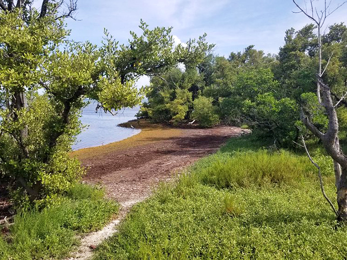 A hidden path to solitude where the only footprints might be yours. Social distancing before it was mandated, perfected by Mother Nature.