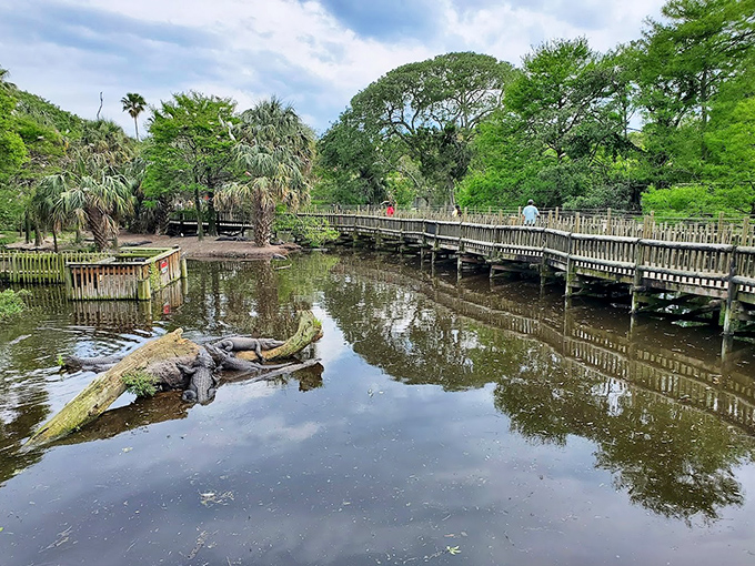At the St. Augustine Alligator Farm, prehistoric residents lounge beneath boardwalks where visitors tread carefully, remembering they're merely guests in a reptilian kingdom.