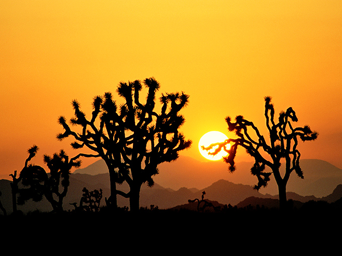 Desert sunsets perform a daily light show that would cost hundreds on the Las Vegas Strip but comes free with every Joshua Tree address.