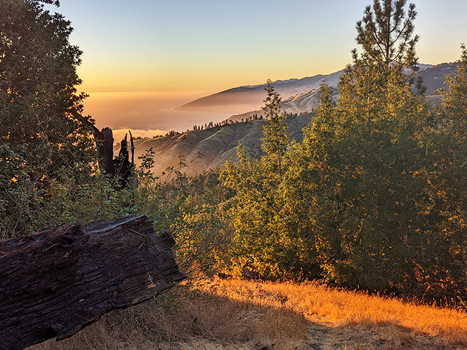 A Big Sur sunset that turns ordinary trees into silhouetted celebrities. This golden hour masterpiece makes you understand why people applaud when the sun disappears into the Pacific.