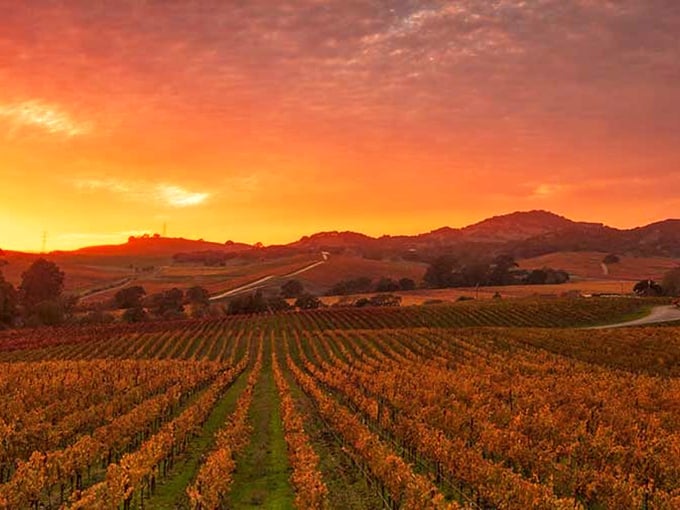 Sunset over Alexander Valley vineyards &ndash; Mother Nature's way of saying "you made the right choice moving here." California golden hour at its finest.