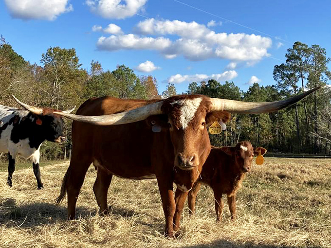 These Texas Longhorns didn't get the memo about Georgia residency requirements, but they add perfect pastoral charm to the countryside.