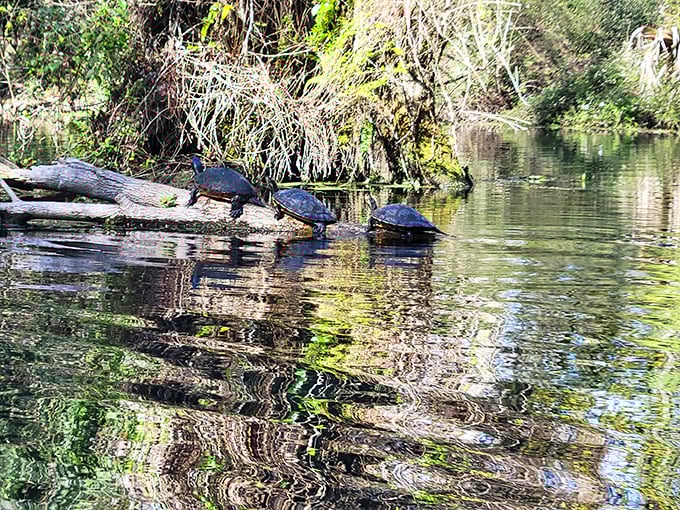 Turtles living their best life, sunbathing on logs like tiny prehistoric spa-goers. Their relaxation game is truly inspirational.