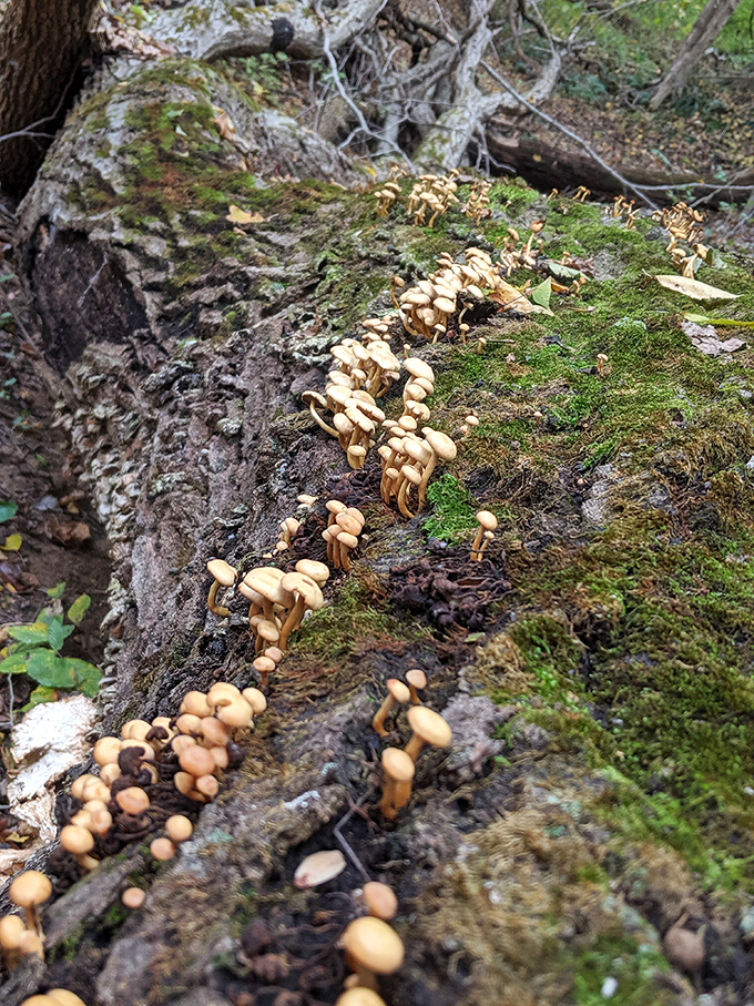Nature's tiny sculptures emerge from fallen logs after rain. These mushrooms are for admiring, not for dinner!