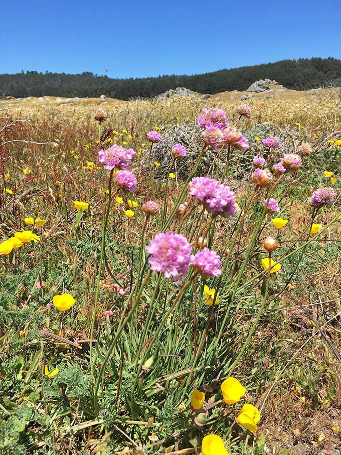 Spring's wildflower explosion transforms coastal meadows into nature's confetti celebration &ndash; no Instagram filter required for these colors.