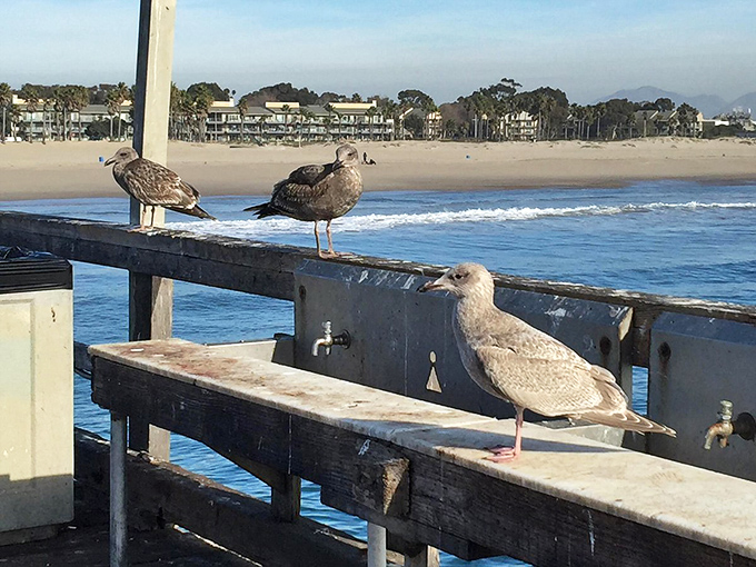 These seagulls have prime real estate on the pier railing. They're clearly local residents, eyeing visitors with the casual confidence of those who know they live in paradise.